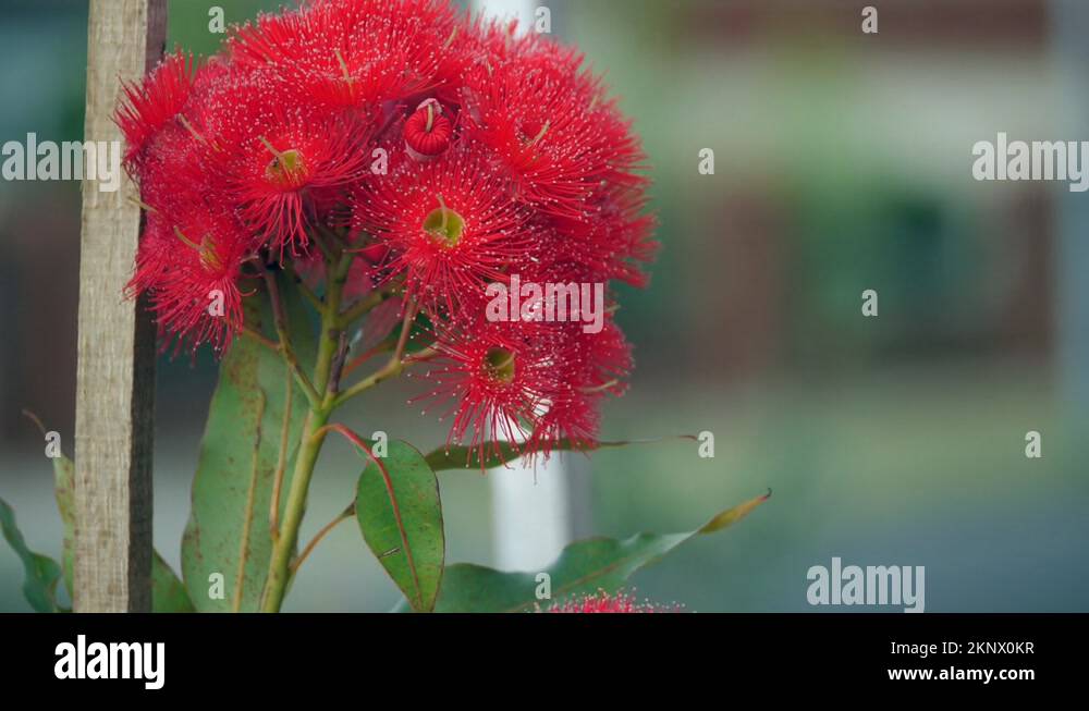 Small gum tree Stock Videos & Footage - HD and 4K Video Clips - Alamy