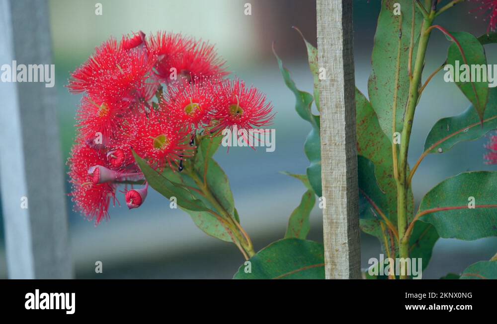 The scarlet tree Stock Videos & Footage - HD and 4K Video Clips - Alamy