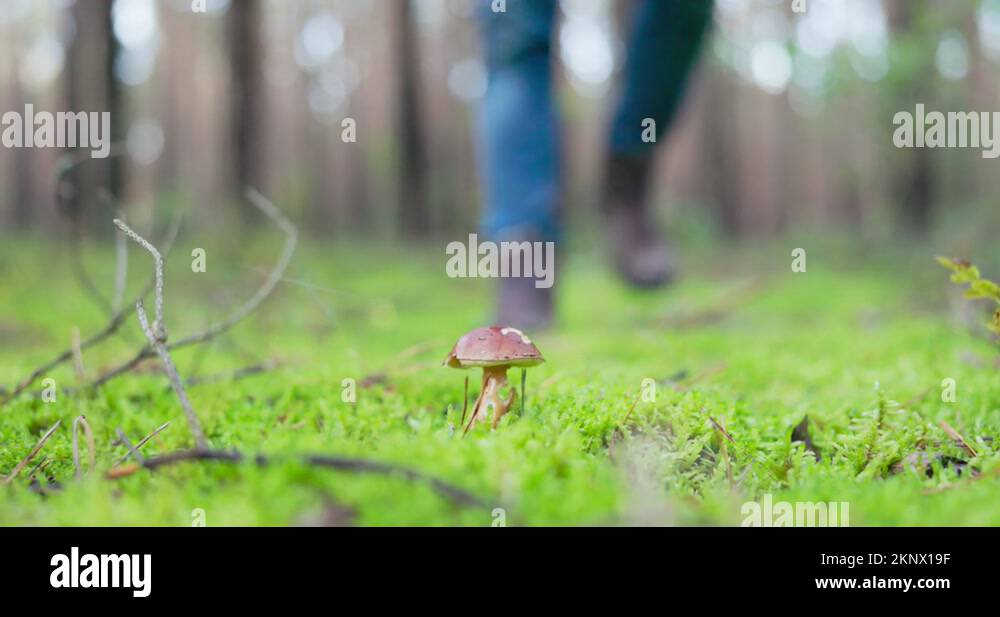 Fungi hunt Stock Videos & Footage - HD and 4K Video Clips - Alamy