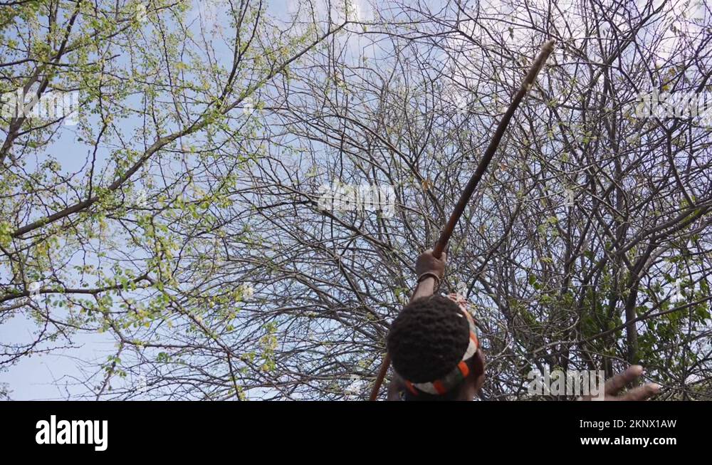 Monkey shooting Stock Videos & Footage - HD and 4K Video Clips - Alamy