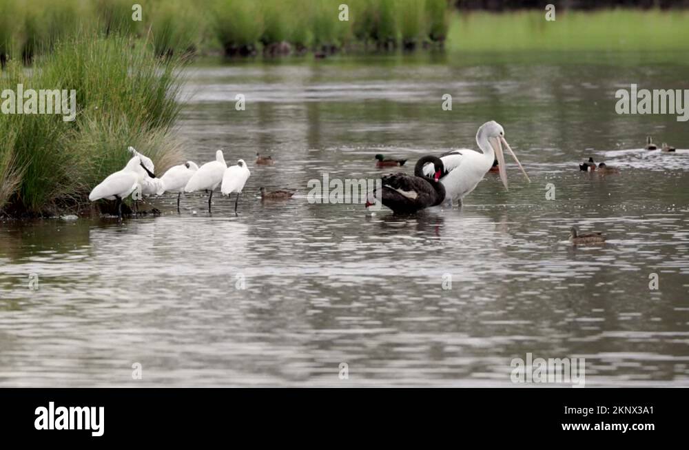 Wetland bird species Stock Videos & Footage - HD and 4K Video Clips - Alamy