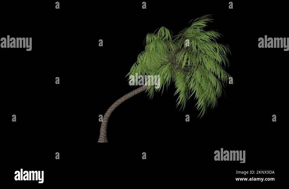 Palm tree seemless loop, black background Stock Video Footage - Alamy