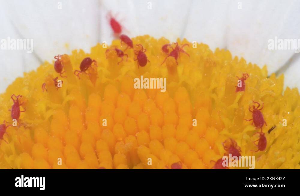 Mite mites Stock Videos & Footage - HD and 4K Video Clips - Alamy