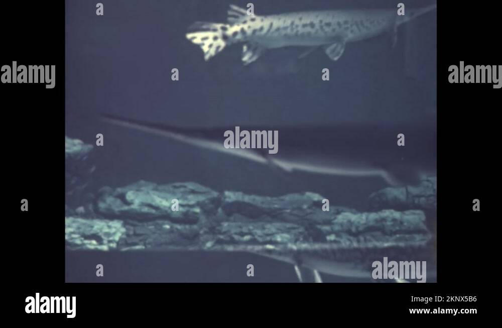 Fish enclosure Stock Videos & Footage - HD and 4K Video Clips - Alamy