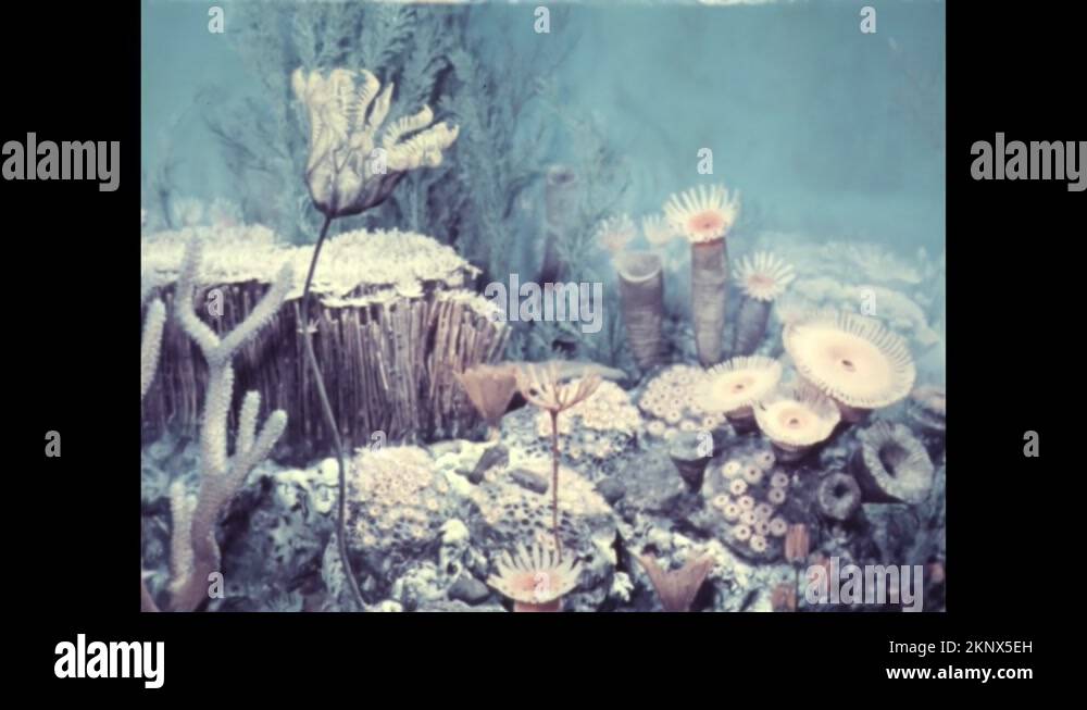 1950s: Prehistoric undersea plants. Diorama of large ancient trees ...