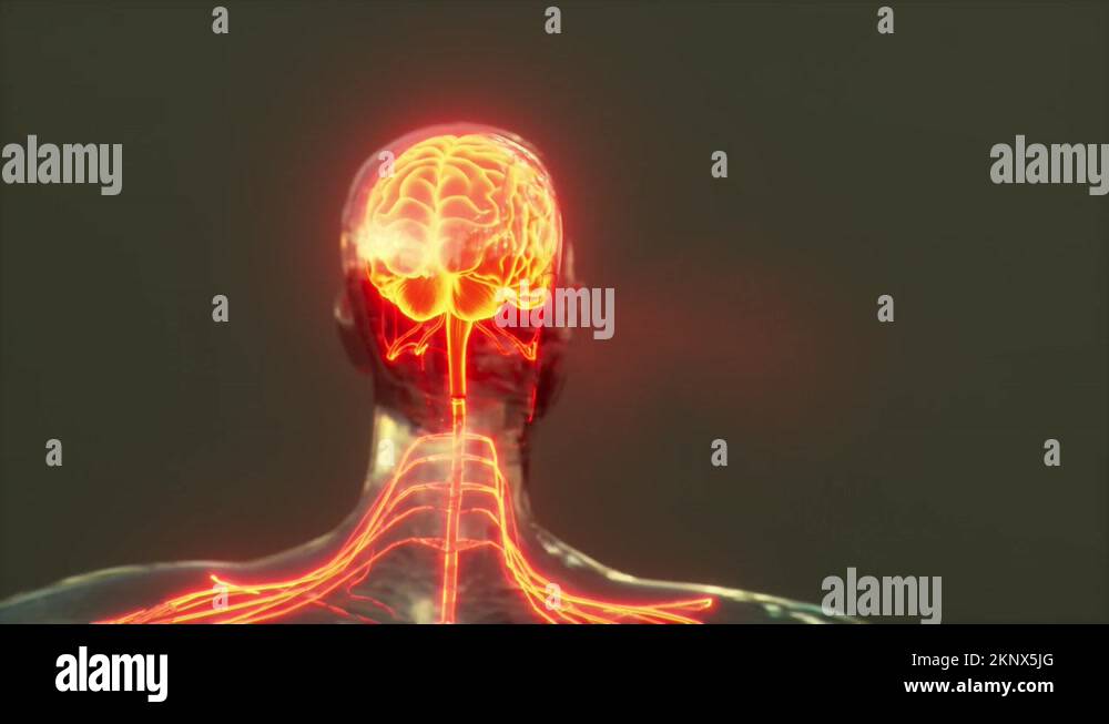 Spinal cord nerve energy impulses into brain Stock Video Footage - Alamy