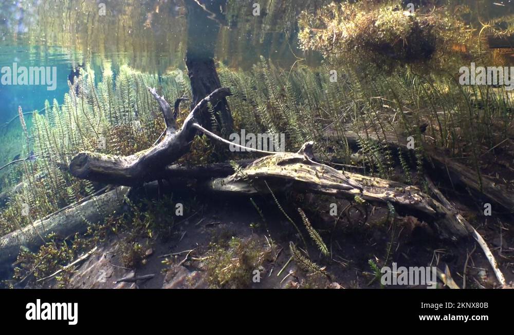 Old stumps Stock Videos & Footage - HD and 4K Video Clips - Alamy