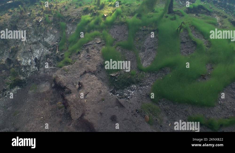 Freshwater spring Stock Videos & Footage - HD and 4K Video Clips - Alamy