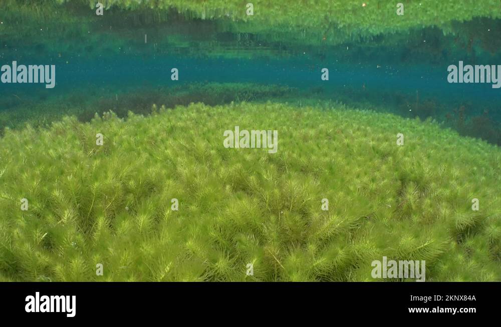 Freshwater lake plants Stock Videos & Footage - HD and 4K Video Clips ...