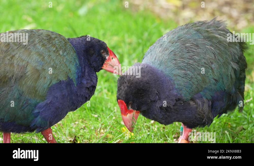 Rare endangered birds Stock Videos & Footage - HD and 4K Video Clips ...