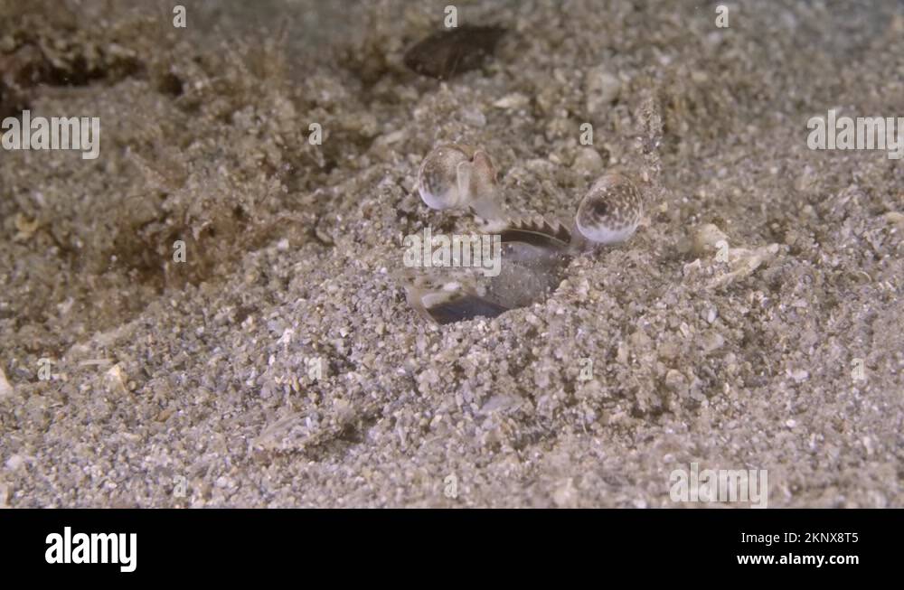 Melicertus latisulcatus Spencer Gulf King Prawn Burying itself at Port ...