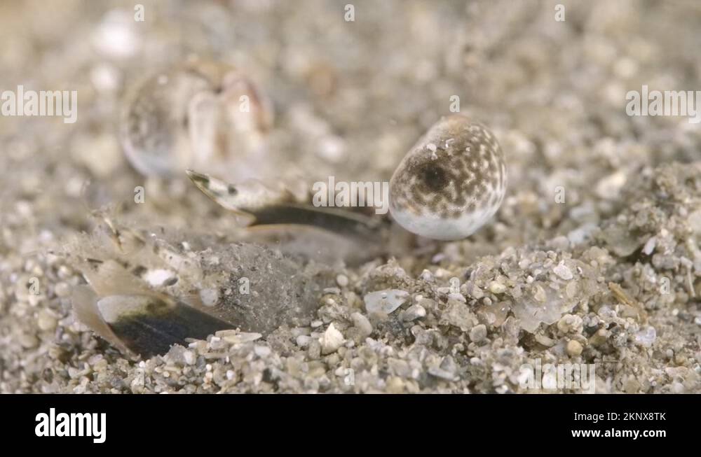 Melicertus latisulcatus Spencer Gulf King Prawn eye close up at Port ...
