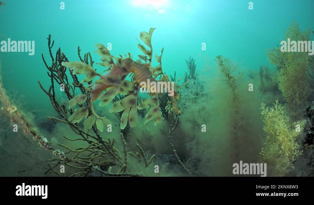 Phycodurus eques Male Leafy Seadragon with eggs backlit at Edithburgh ...