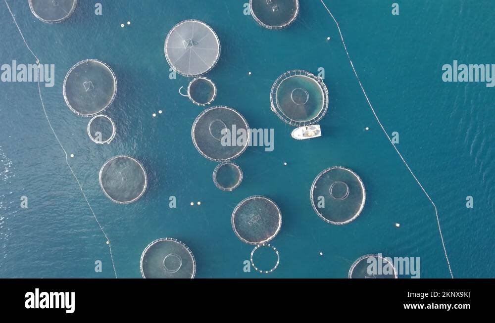 Fish farm aqua farm Stock Videos & Footage - HD and 4K Video Clips - Alamy