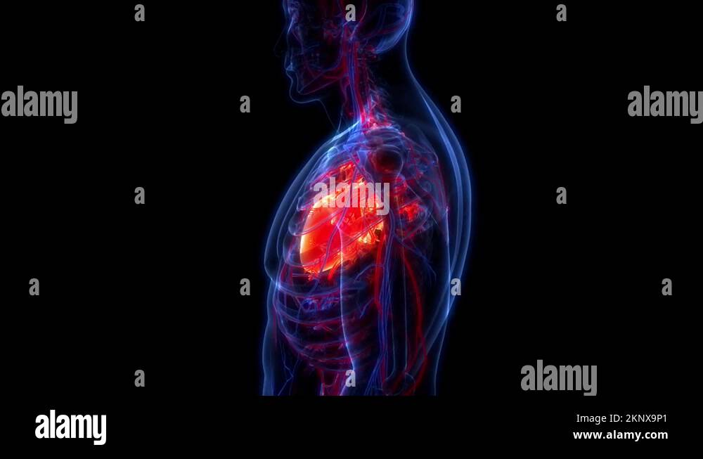 Human Circulatory System Heart Anatomy Animation Concept Stock Video ...