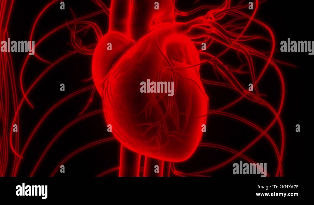 Human Circulatory System Heart Beat Anatomy Animation Concept Stock ...