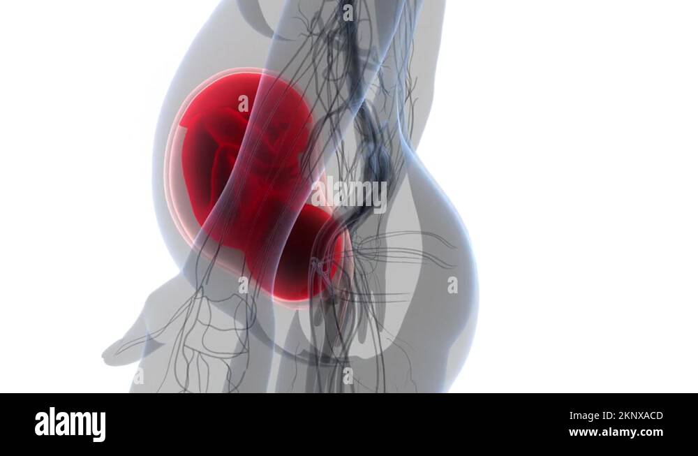 Human Fetus Baby in Womb Anatomy Animation Concept Stock Video Footage ...