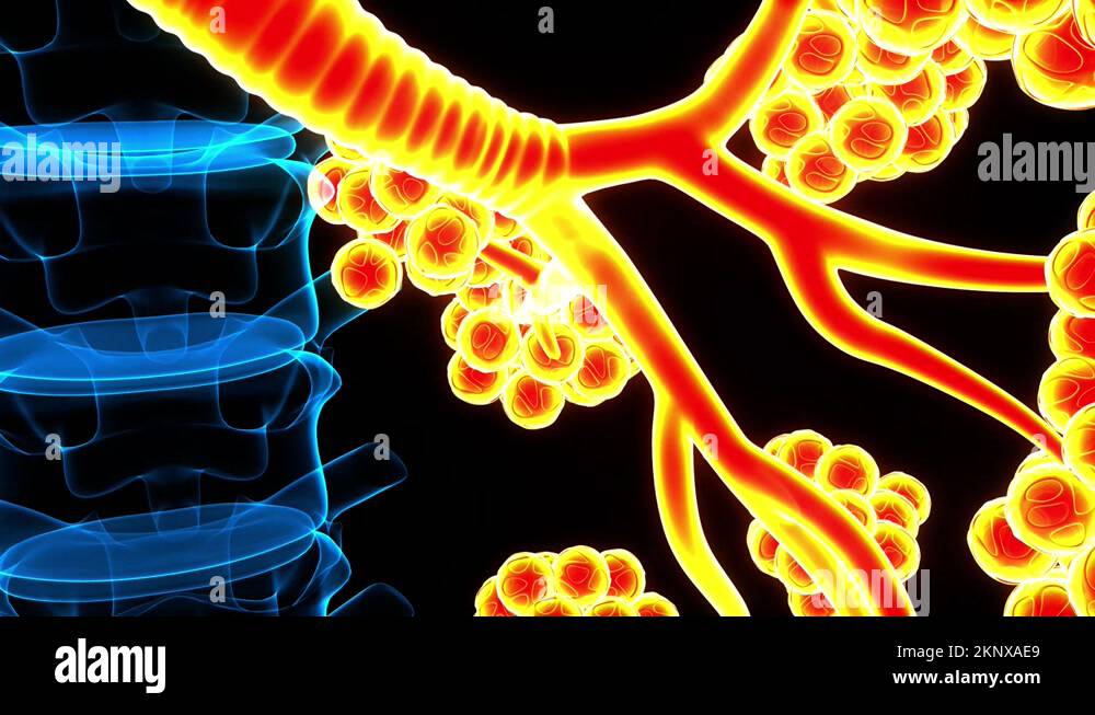 Human Respiratory System Lungs with Alveoli Anatomy Animation Concept ...