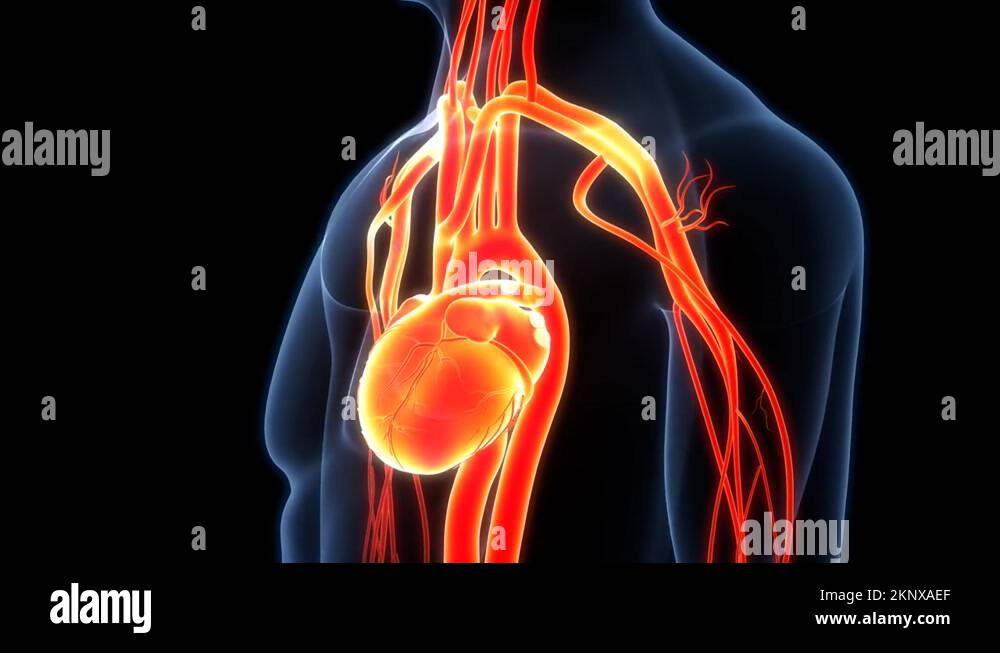 Human Circulatory System Heart Beat Anatomy Animation Concept Stock ...