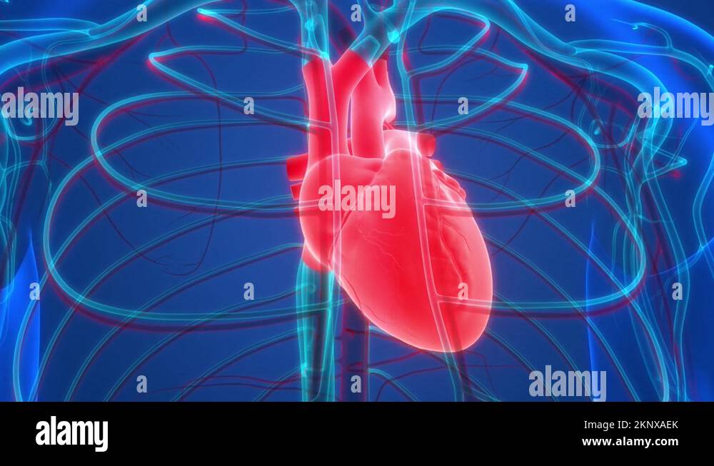 Human Circulatory System Heart Beat Anatomy Animation Concept Stock ...