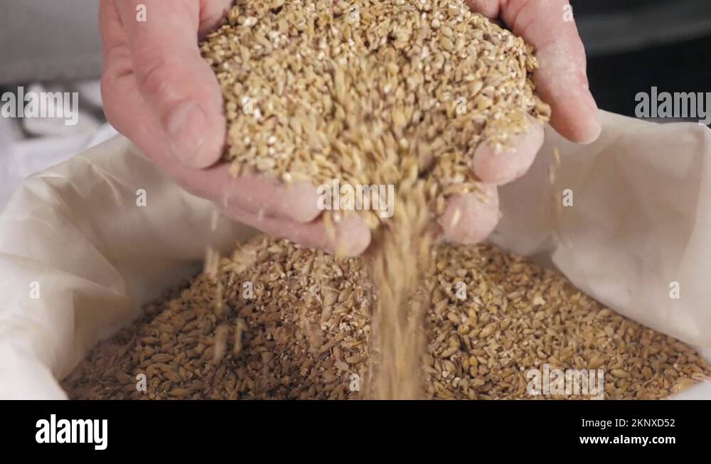 Oats falling close-up from the hands. A modern beer factory.Toasted ...
