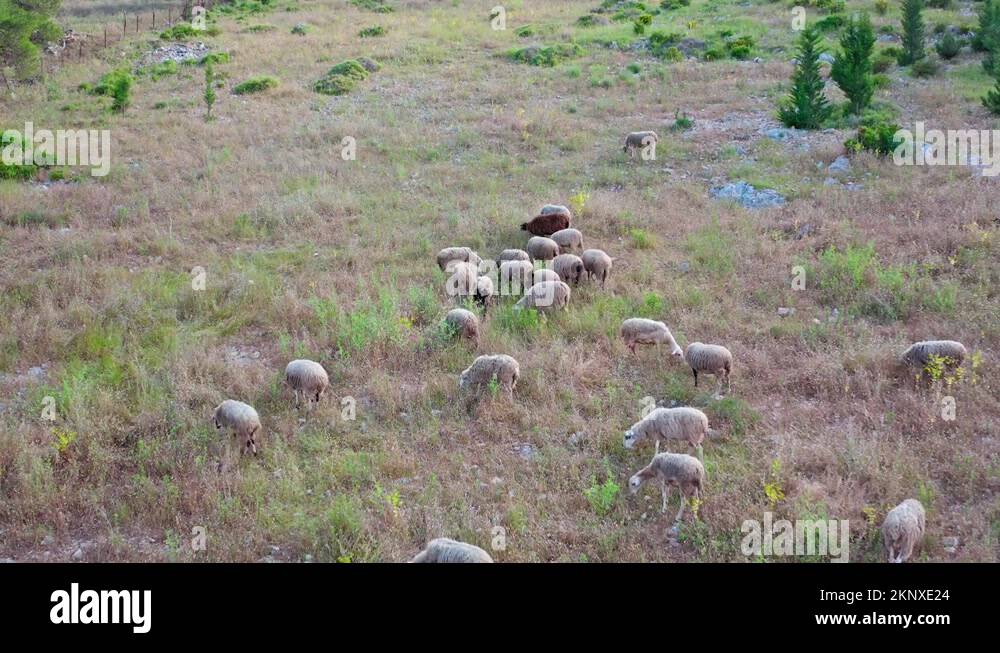 Sheep and lamb production Stock Videos & Footage - HD and 4K Video ...