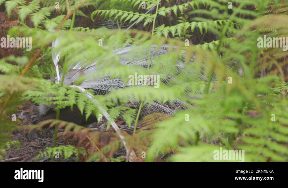 Male bird display Stock Videos & Footage - HD and 4K Video Clips - Alamy