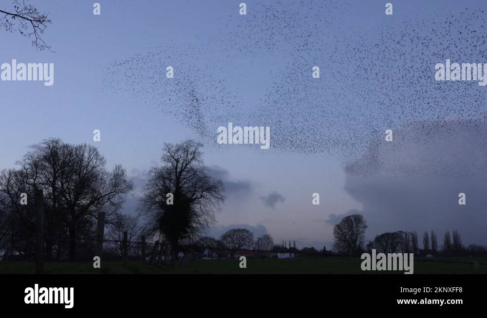 Birds flying shapes in sky large flock on migration evening 4K Stock ...