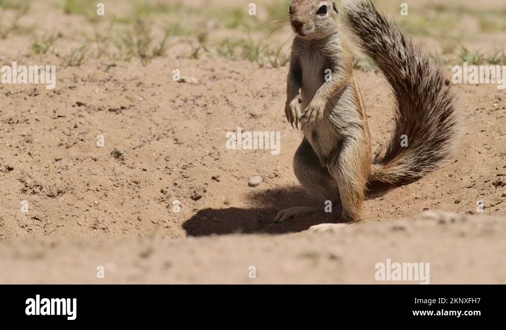Standing up squirrel Stock Videos & Footage - HD and 4K Video Clips - Alamy