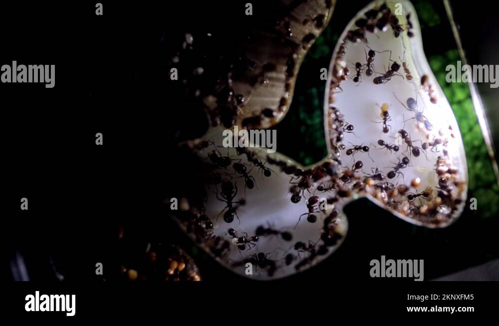 Ant colony farm Stock Videos & Footage - HD and 4K Video Clips - Alamy