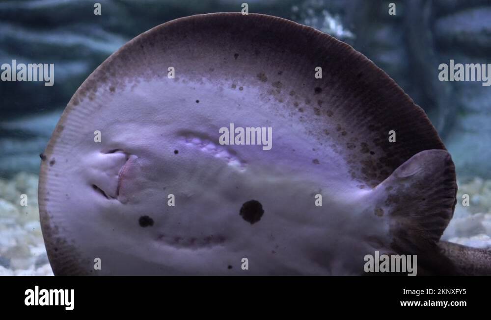 Gill fin Stock Videos & Footage - HD and 4K Video Clips - Alamy