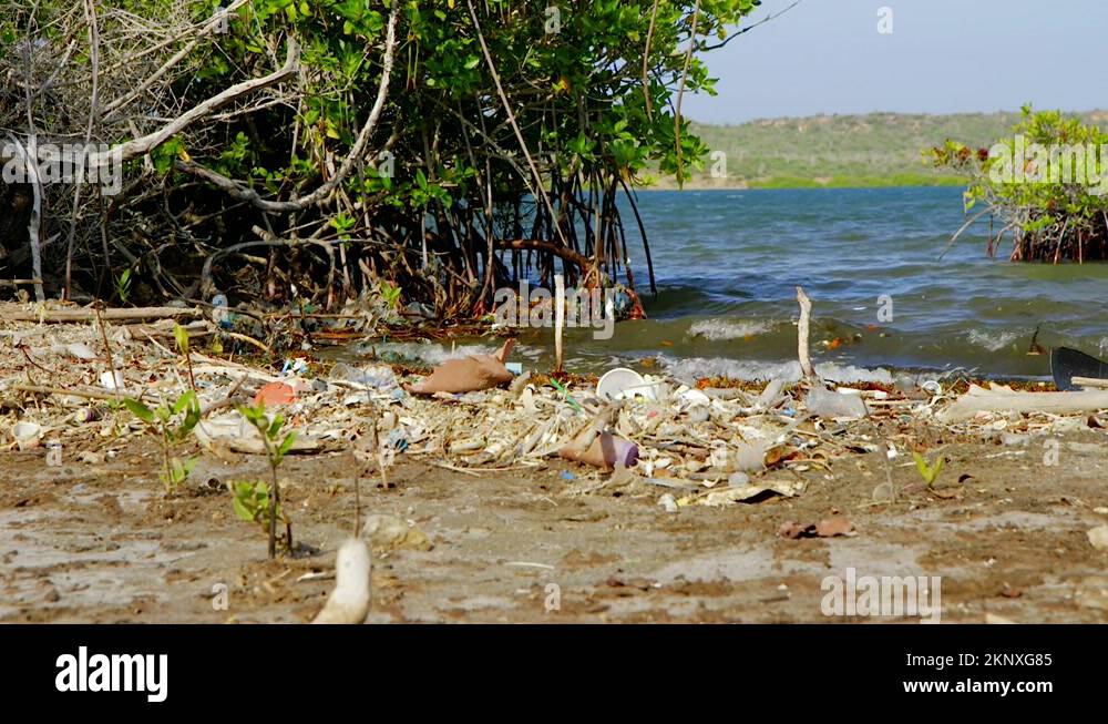 Caribbean plastic pollution Stock Videos & Footage - HD and 4K Video ...