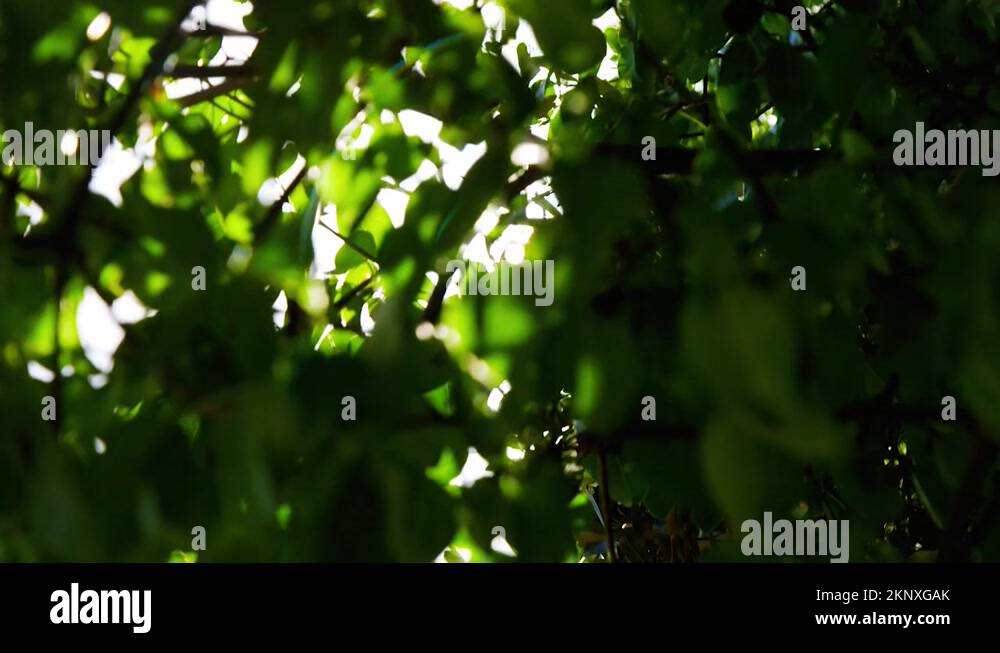 Bright sun flares passing through a beautiful green tree canopy. Low ...