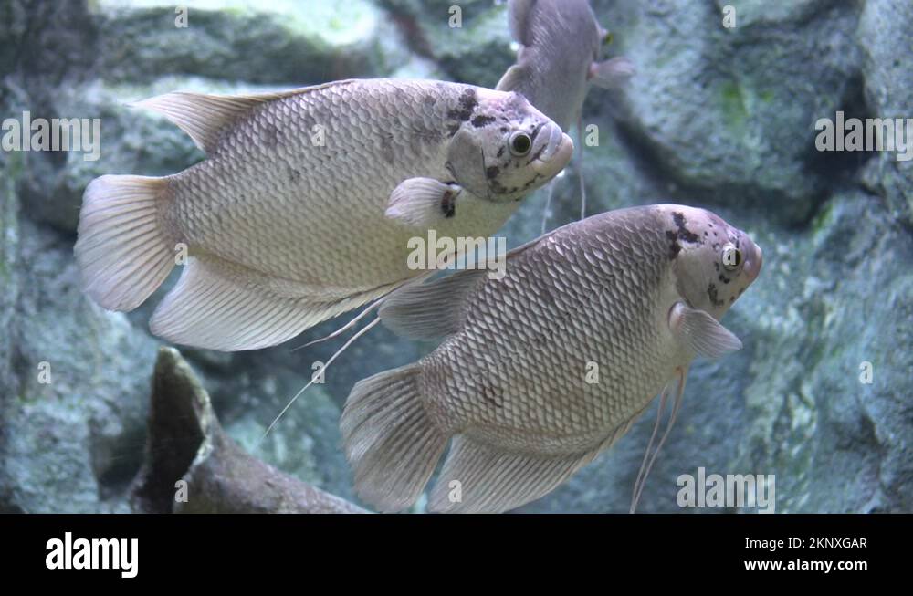 White giant gourami fish Stock Videos & Footage - HD and 4K Video Clips ...