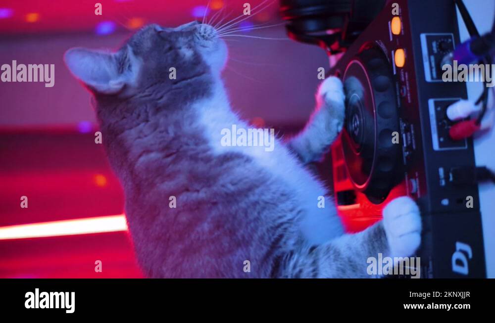 Animal club Stock Videos & Footage - HD and 4K Video Clips - Alamy