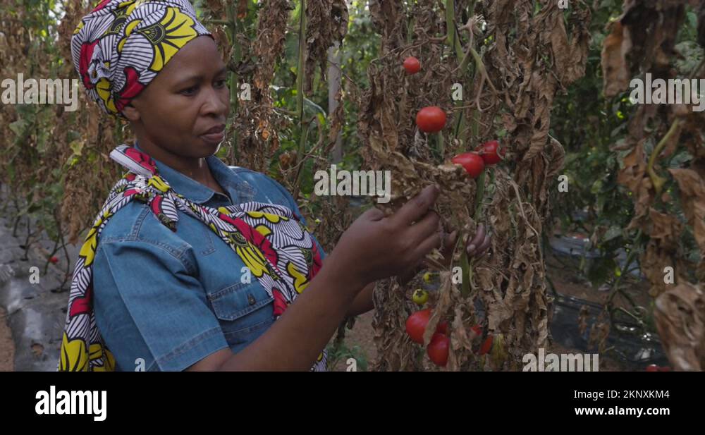 Black African female farmer in traditional clothing examining tomato ...