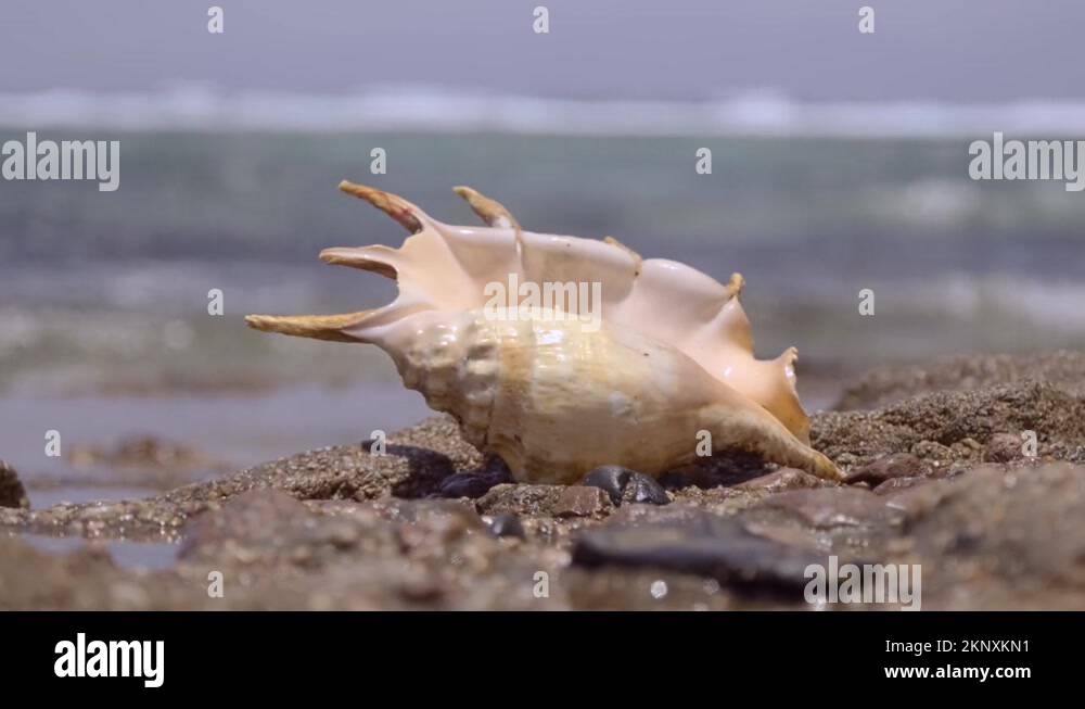 Seashell in the surf zone on background sea waves. Shell of Spider ...