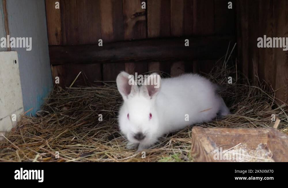 Peeking rabbit Stock Videos & Footage - HD and 4K Video Clips - Alamy