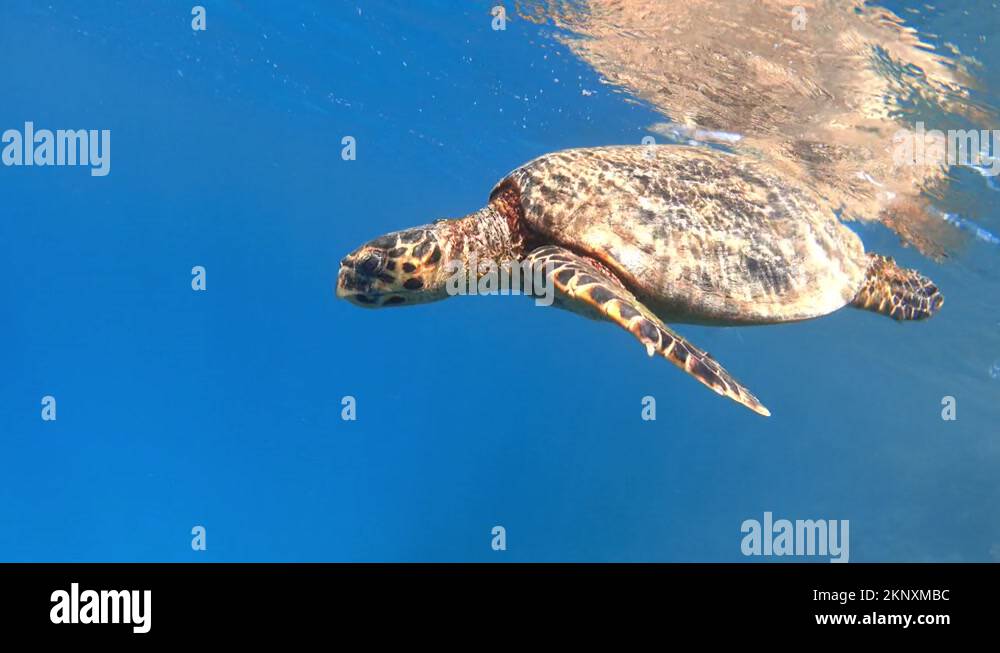How sea turtle breathe Stock Videos & Footage - HD and 4K Video Clips ...