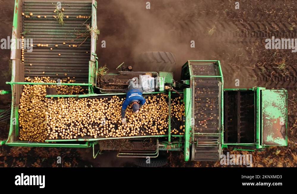 Organic potatoes in harvesting machine Stock Videos & Footage - HD and ...