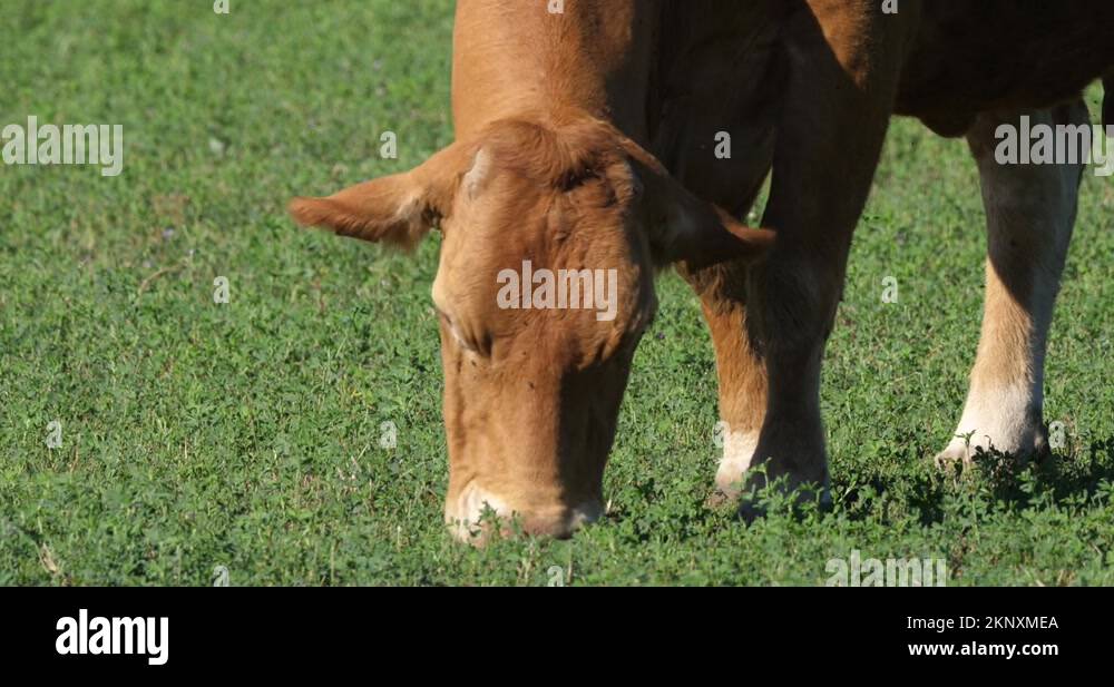 French cattle breed Stock Videos & Footage - HD and 4K Video Clips - Alamy