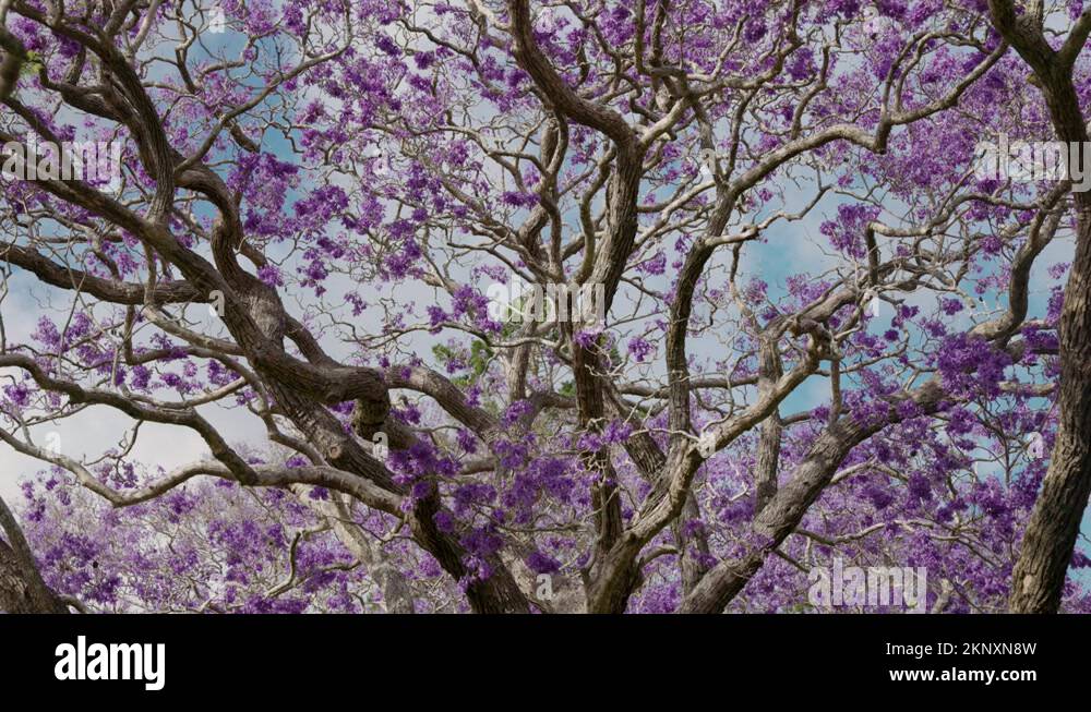 Jacaranda tree close up Stock Videos & Footage - HD and 4K Video Clips ...