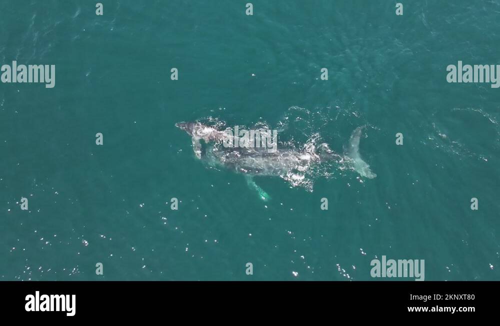 Beautiful whale breaching blue water Stock Videos & Footage - HD and 4K ...
