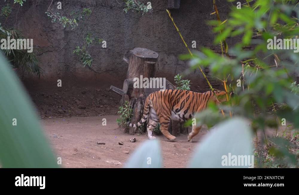 Plant with tiger leaves Stock Videos & Footage - HD and 4K Video Clips ...