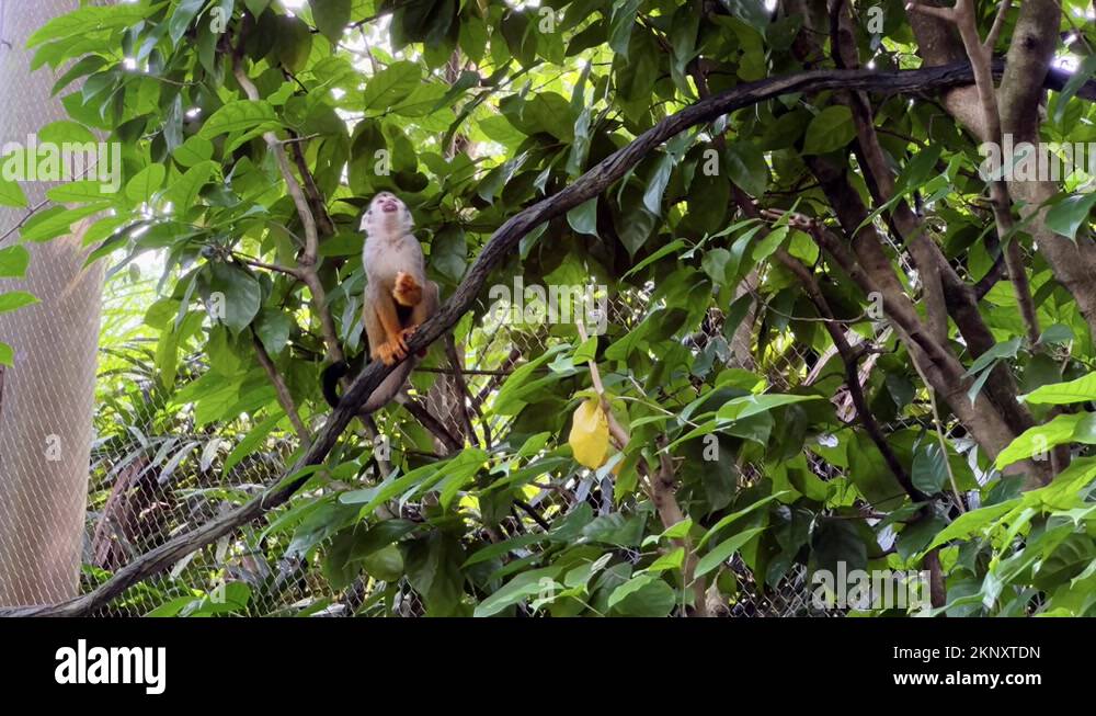 Squirrel monkey hand Stock Videos & Footage - HD and 4K Video Clips - Alamy