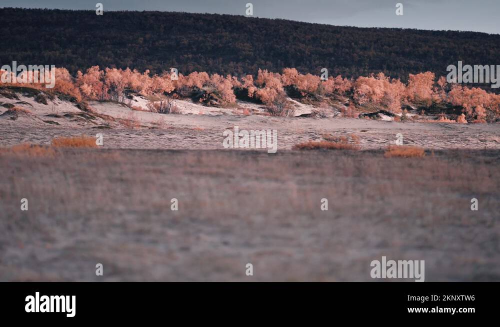 Dwarf orange trees Stock Videos & Footage - HD and 4K Video Clips - Alamy
