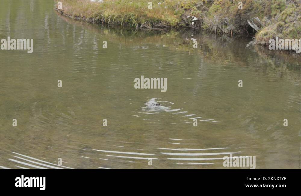 a platypus scratches itself while swimming in the pool of siloam Stock ...