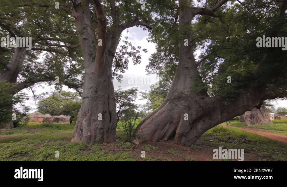 Long living tree Stock Videos & Footage - HD and 4K Video Clips - Alamy