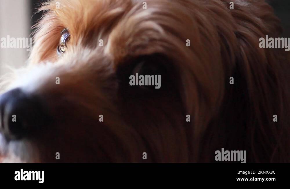 Extreme close up of Cavapoo face and eyes as he looks out of a house ...