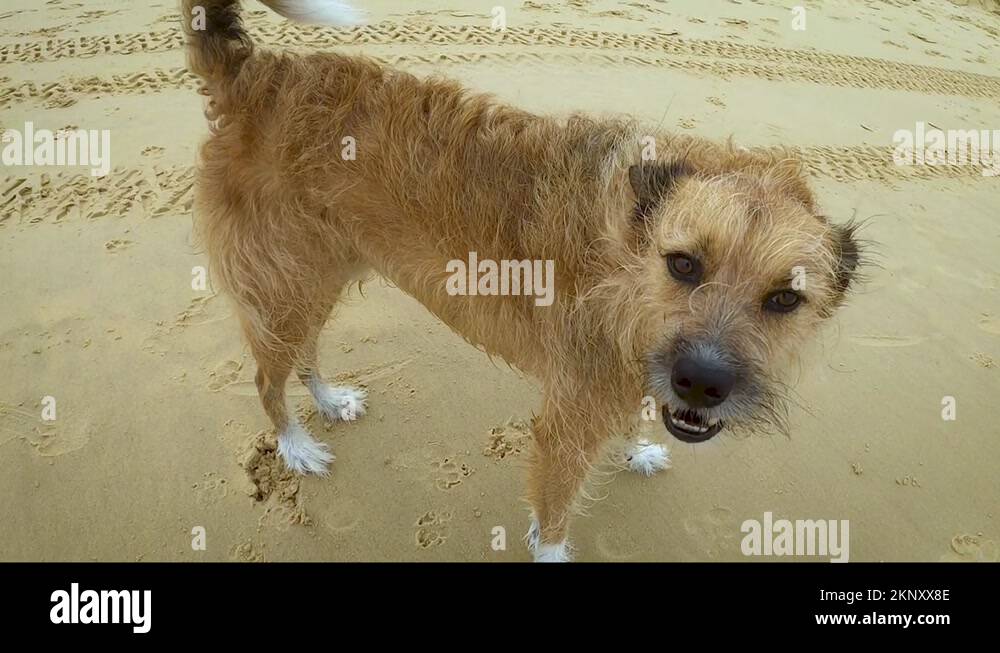 Scruffy car Stock Videos & Footage - HD and 4K Video Clips - Alamy